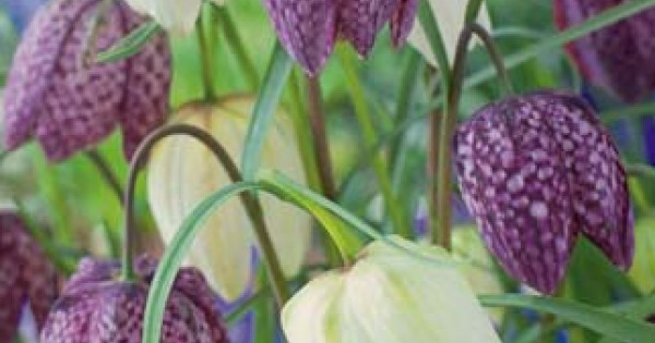 Fritillaria Meleagris mix (15 st.)