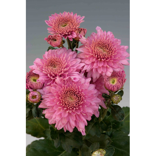 Chrysanten Gompie Pink kleinbloemig