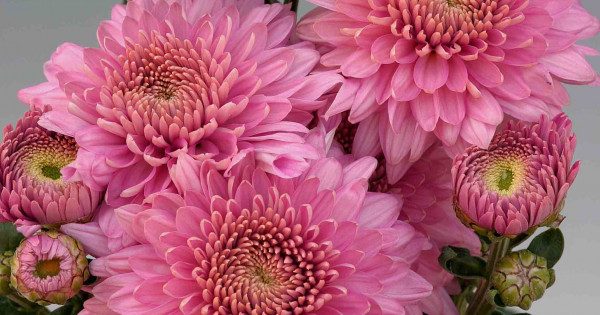 Chrysanten Gompie Purple kleinbloemig