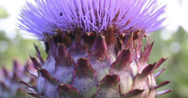 KARDOEN BIOLOGISCH