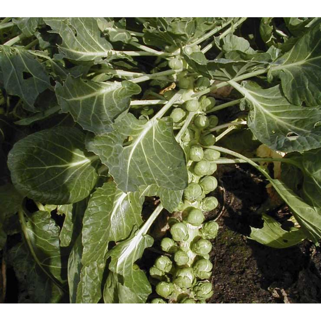 SPRUITKOOL GRONINGER (BIOLOGISCH) (71580)