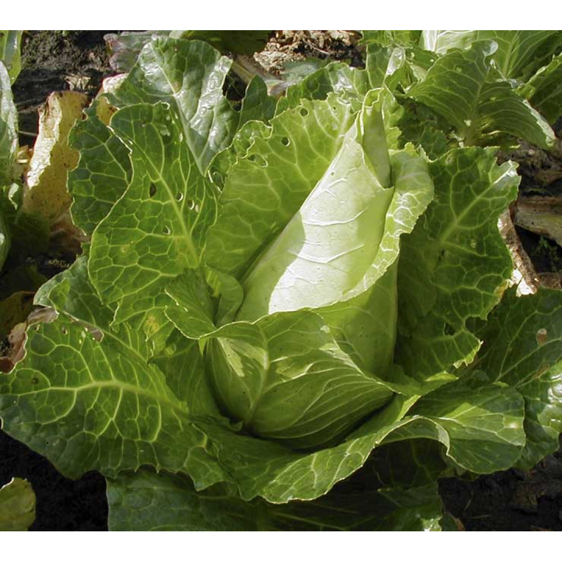 WITTE KOOL FILDERKRAUT (BIOLOGISCH) (71550)