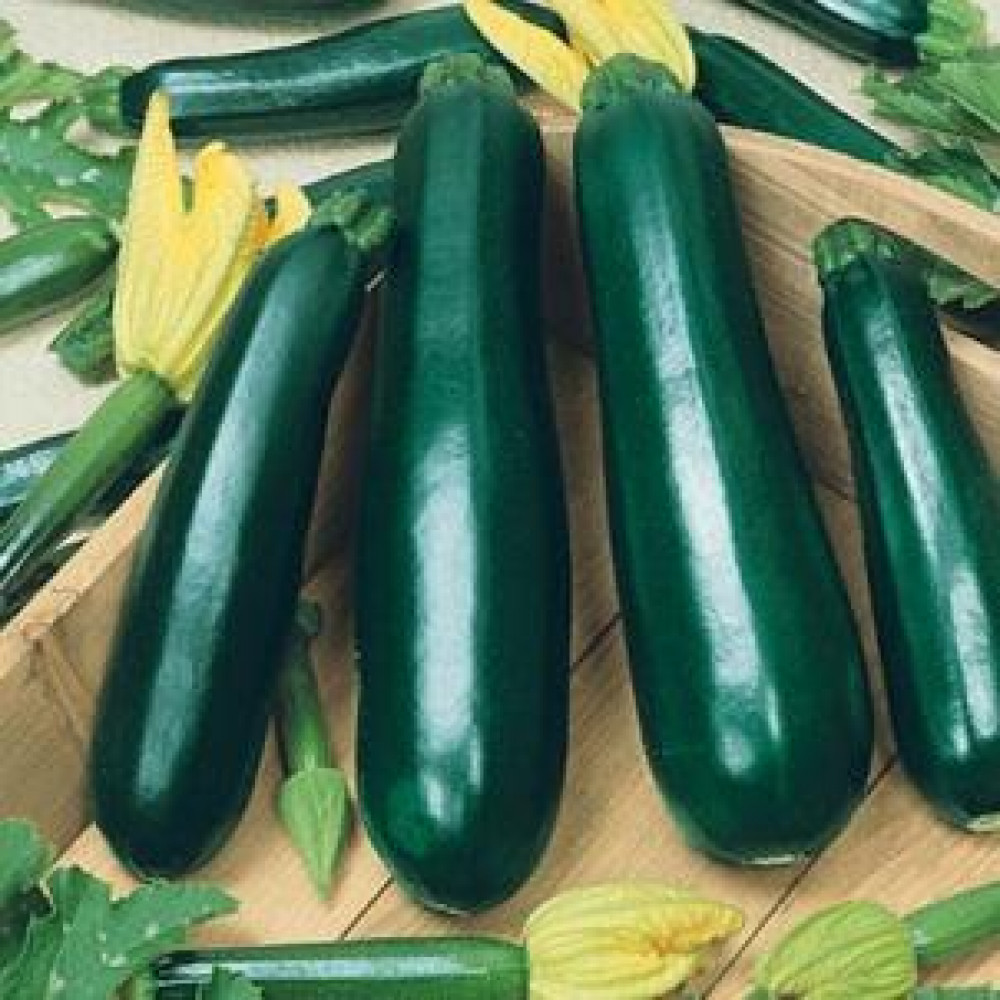 COURGETTE BLACK BEAUTY BIOLOGISCH